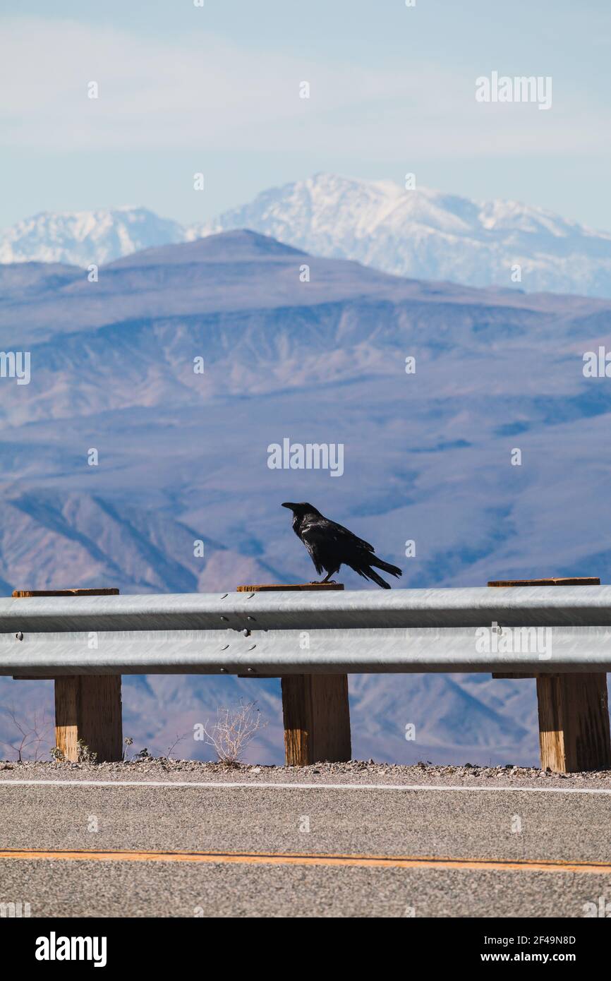 Desert raven california hi-res stock photography and images - Alamy
