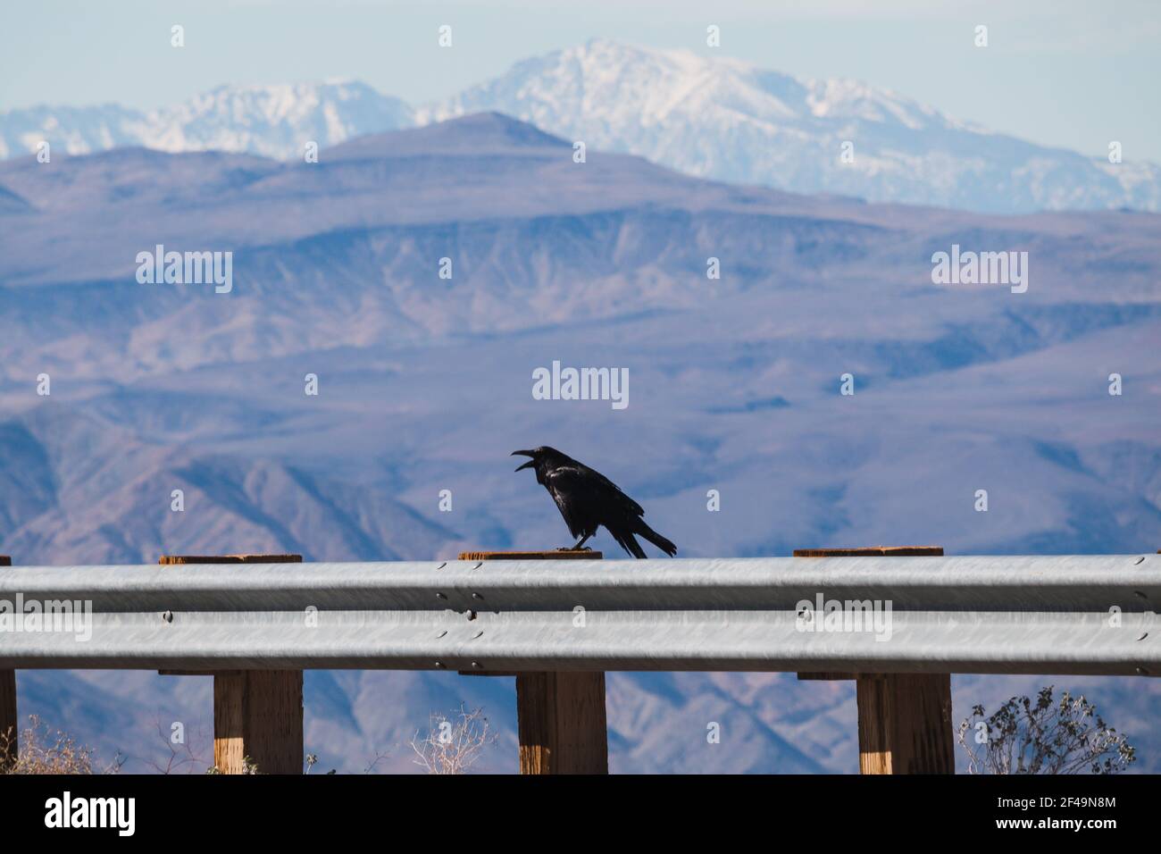 A raven perched on a railing in front of tall mountains in Death Valley ...