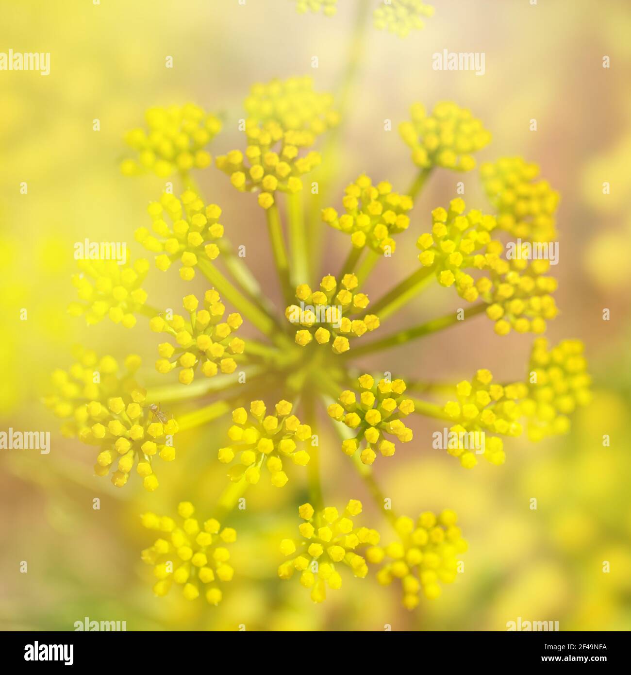 Flora of Gran Canaria - flowering Astydamia latifolia, Canary Sea ...