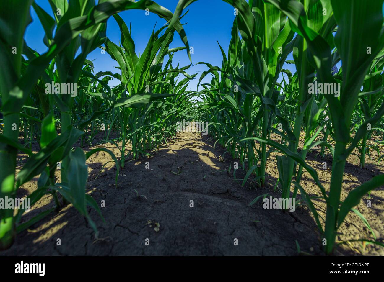 Green field of young corn with clean rows Stock Photo - Alamy