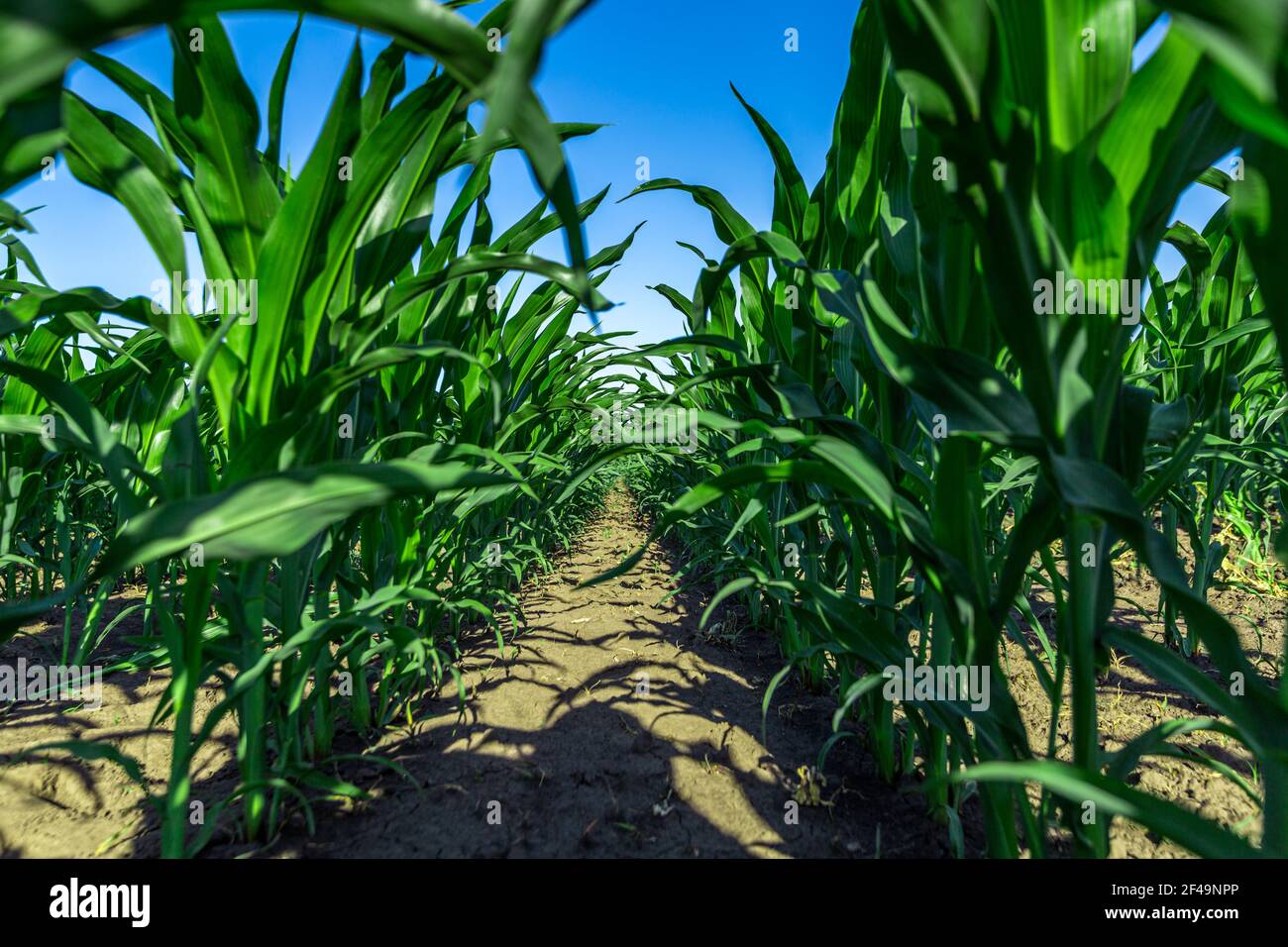 Green field of young corn with clean rows Stock Photo - Alamy