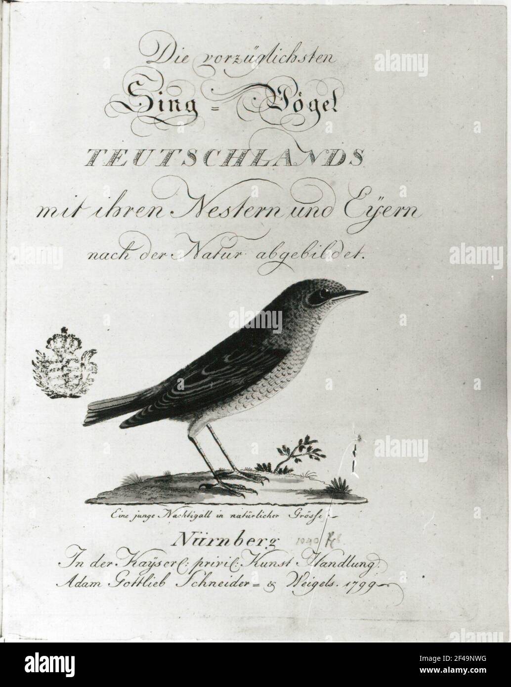 Nightingale bird art hi-res stock photography and images - Alamy