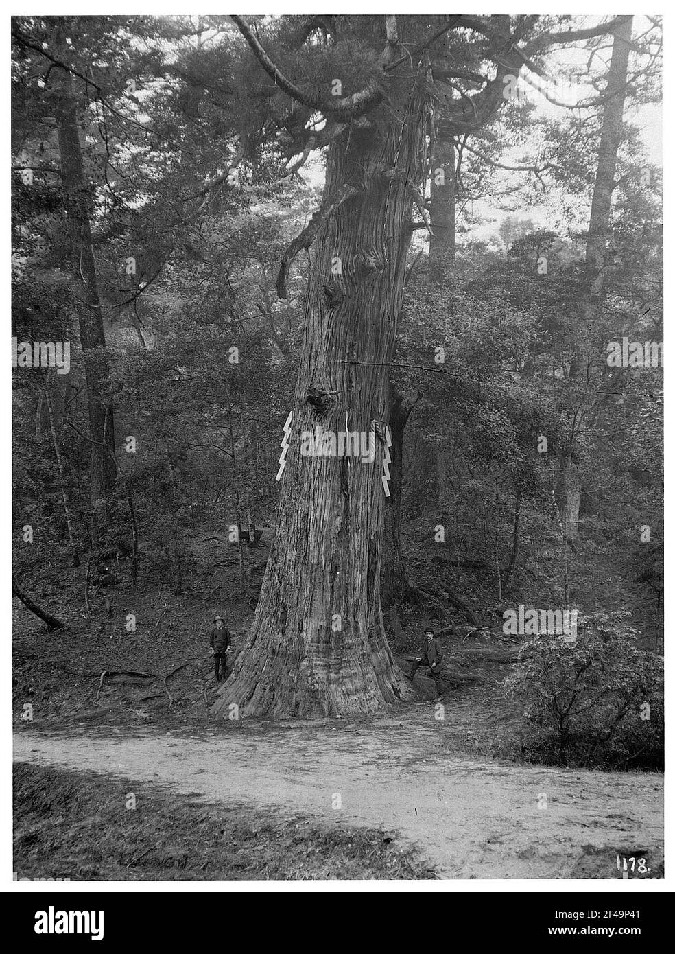 Ancient species of tree Cut Out Stock Images & Pictures - Alamy