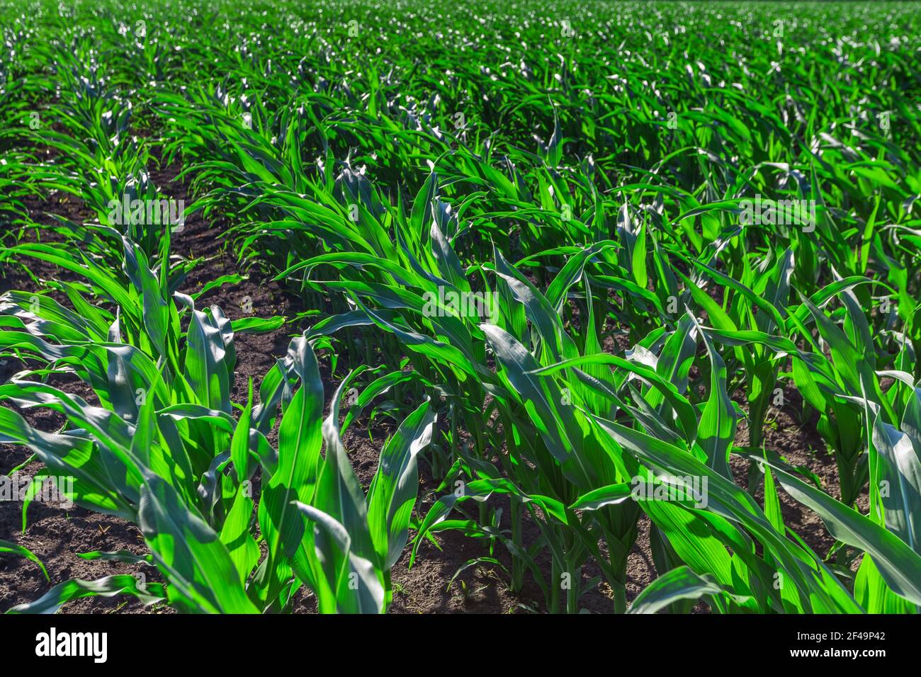 Green field of young corn with clean rows Stock Photo - Alamy