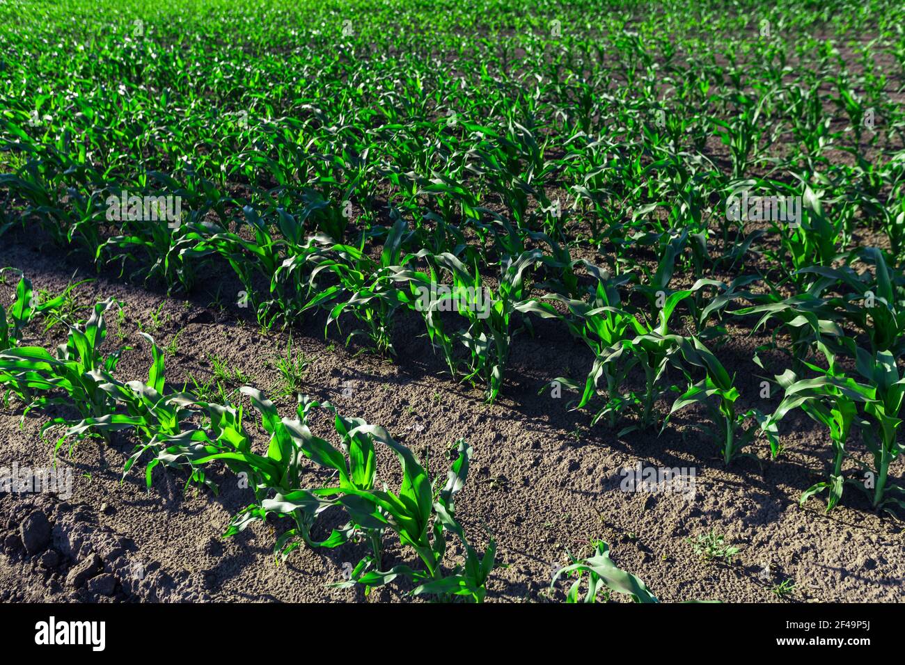 Green field of young corn with clean rows Stock Photo - Alamy