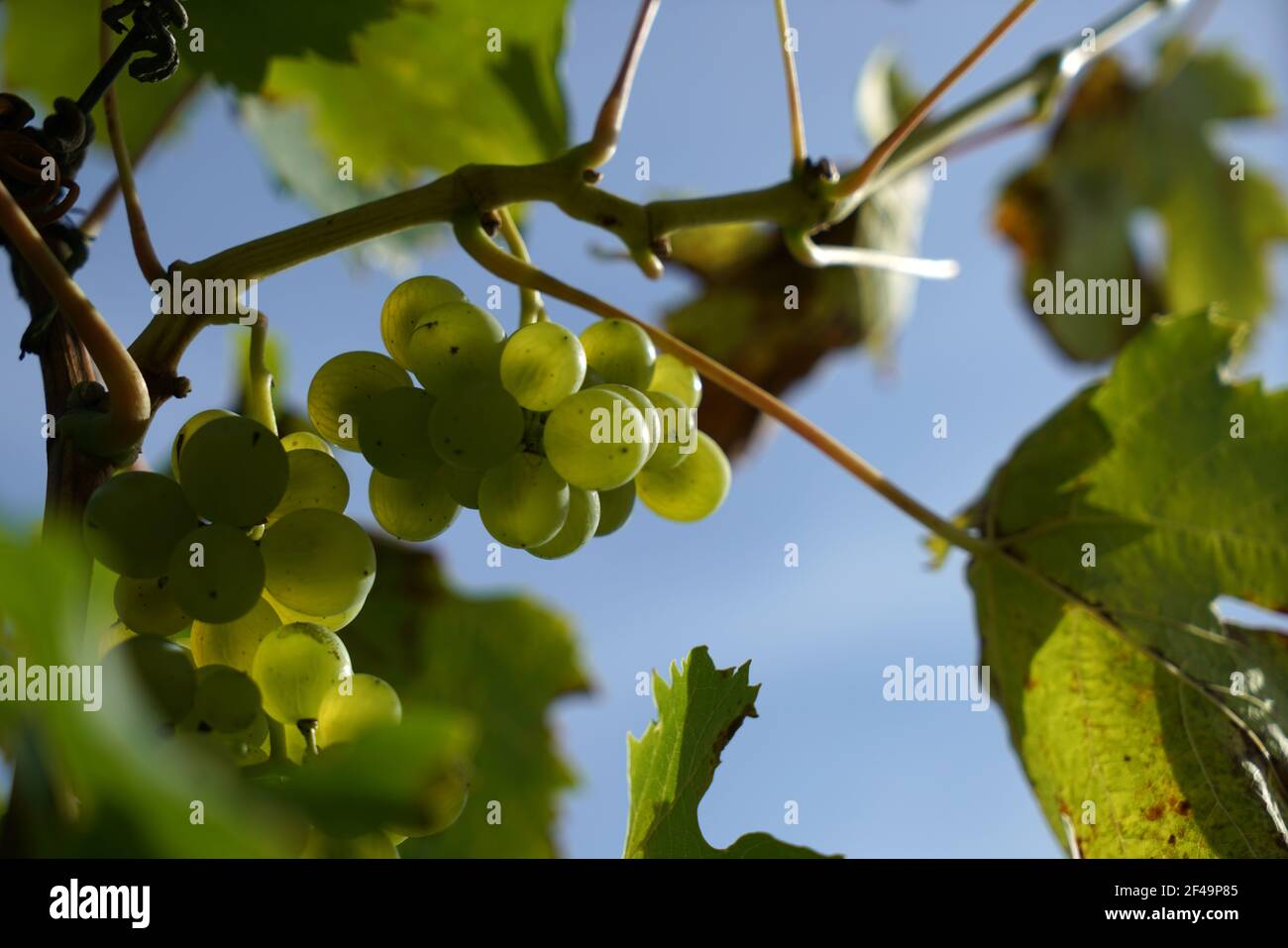 A green grape cluster growing on the vine Stock Photo - Alamy