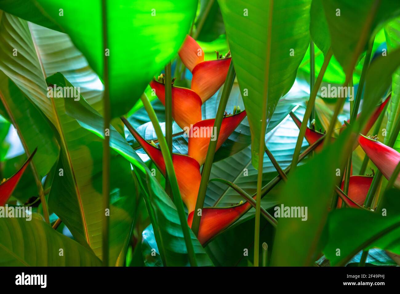 Heliconia stricta natural Dwarf Jamaican Stock Photo - Alamy