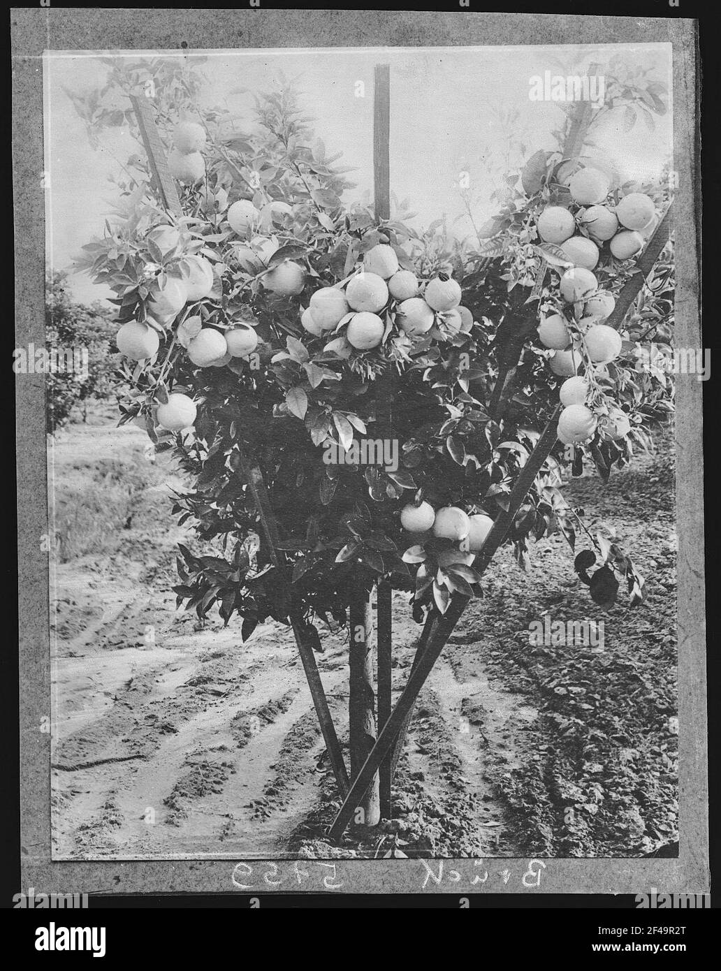 Grape crops Black and White Stock Photos & Images - Alamy