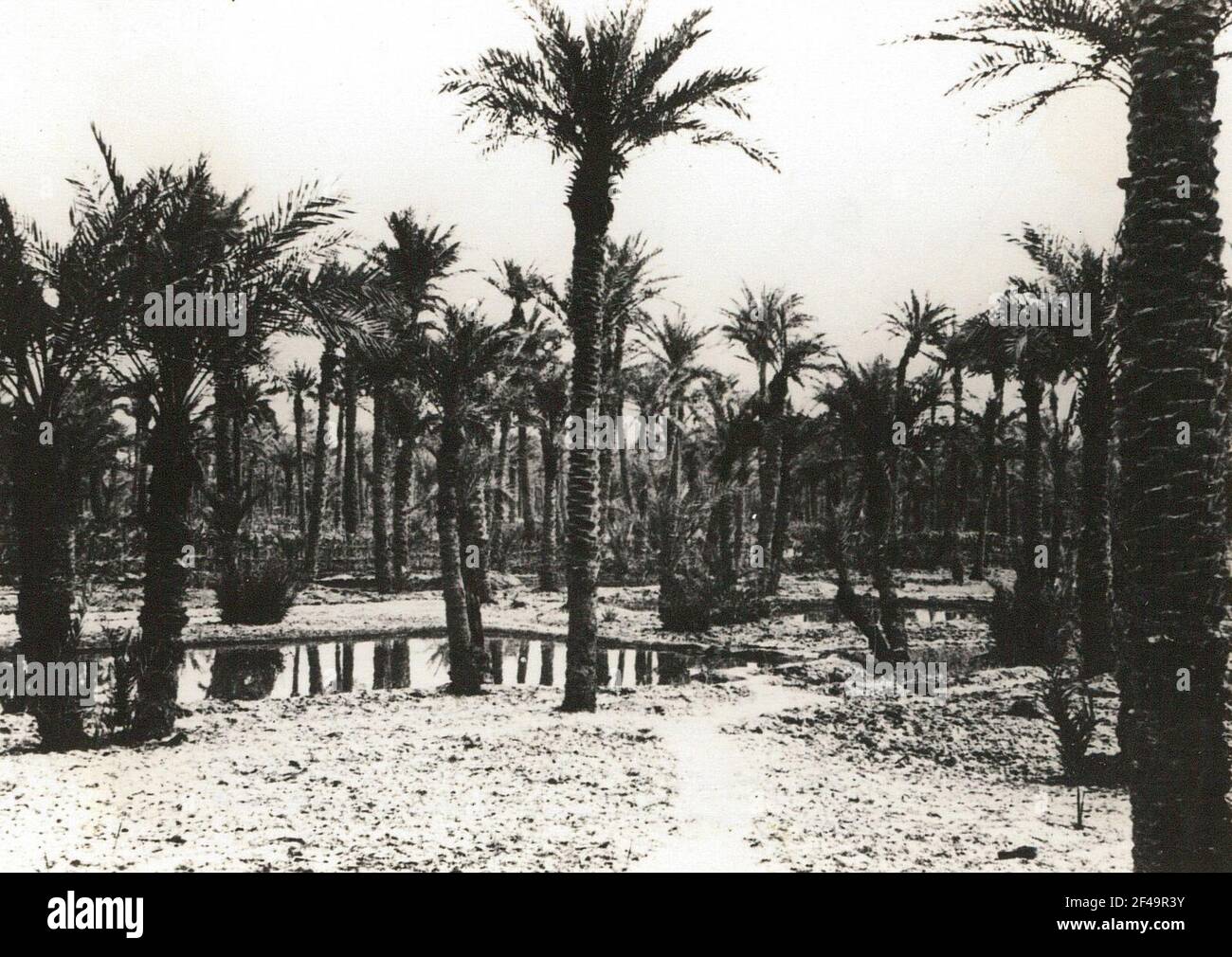 In Salah (ain ?? Li?), Algeria. Oasis in Salah in the Sahara in Central ...