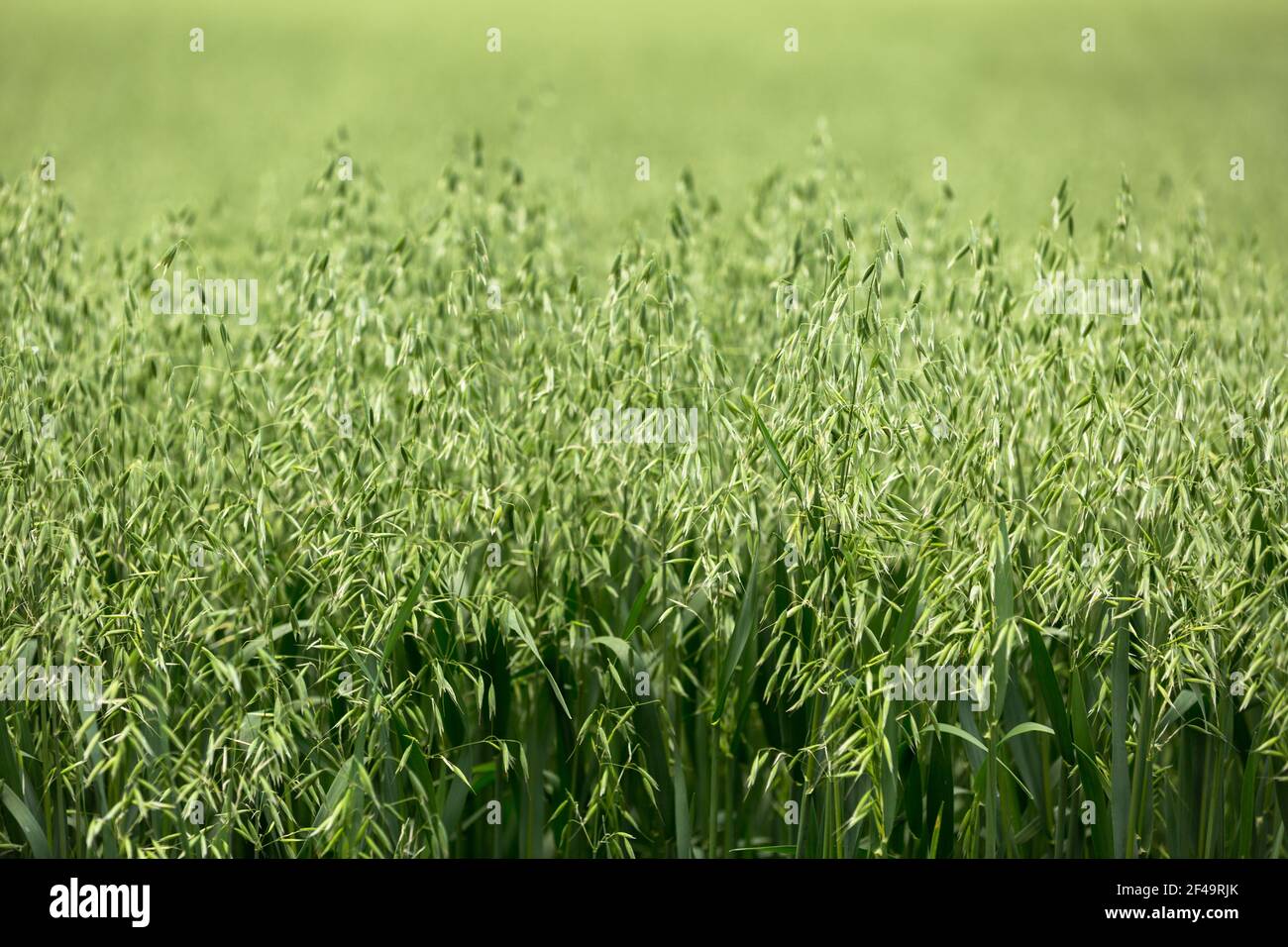Green ears of oats on the field Stock Photo - Alamy
