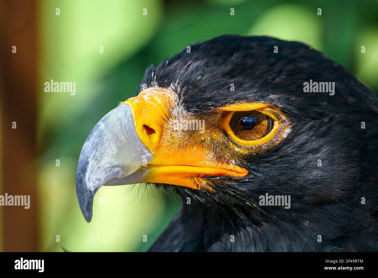 Yellow-billed Great African Eagle Stock Photo - Alamy