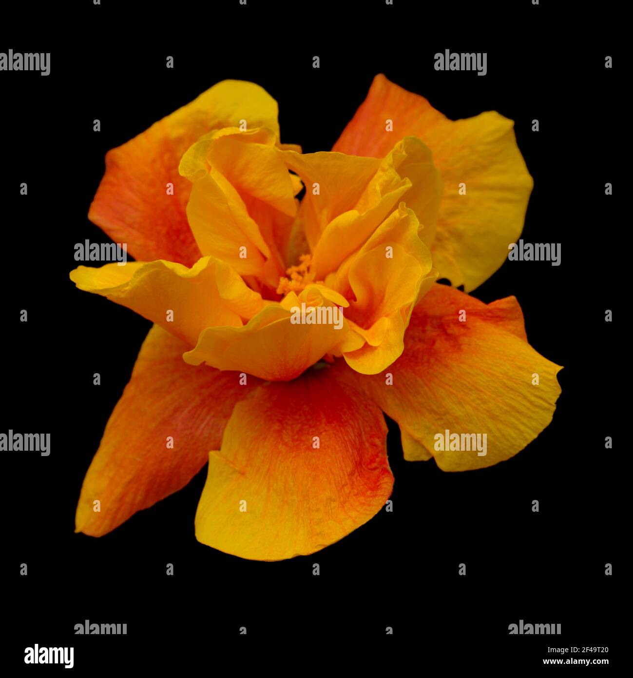 Beautiful double Hibiscus rosa-sinensis aka Chinese hibiscus with ...