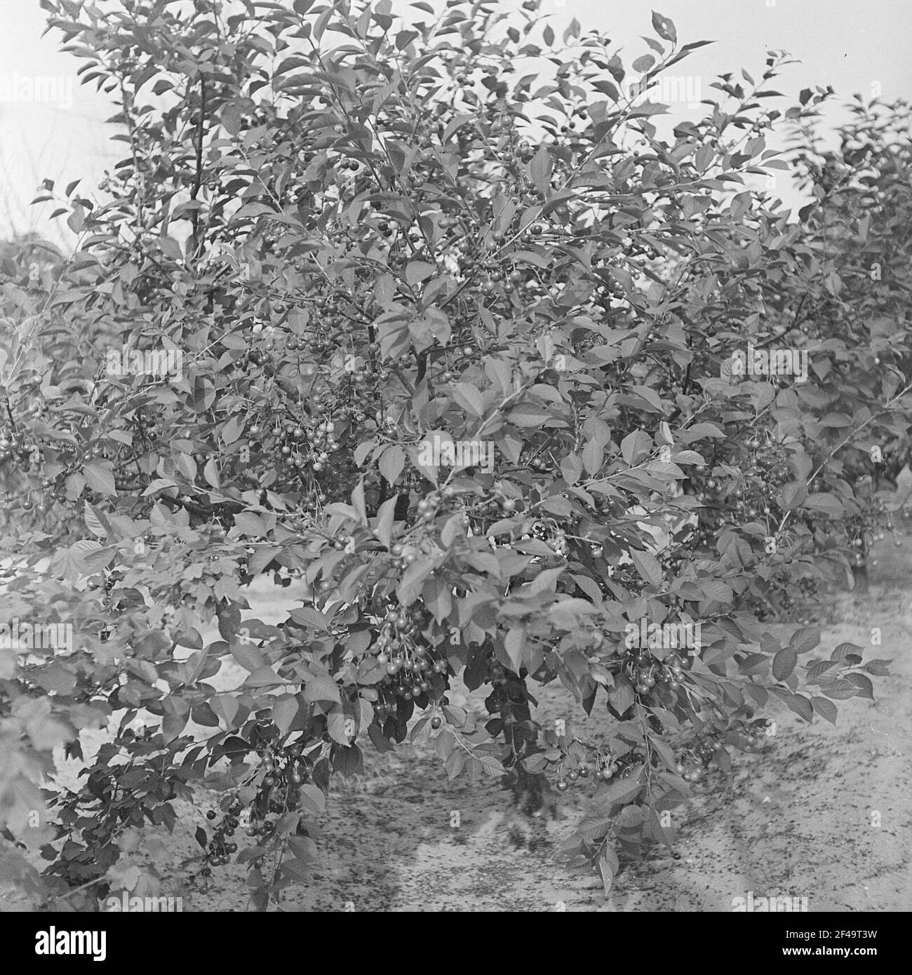 Ripe fruits fruit tree Black and White Stock Photos & Images - Alamy