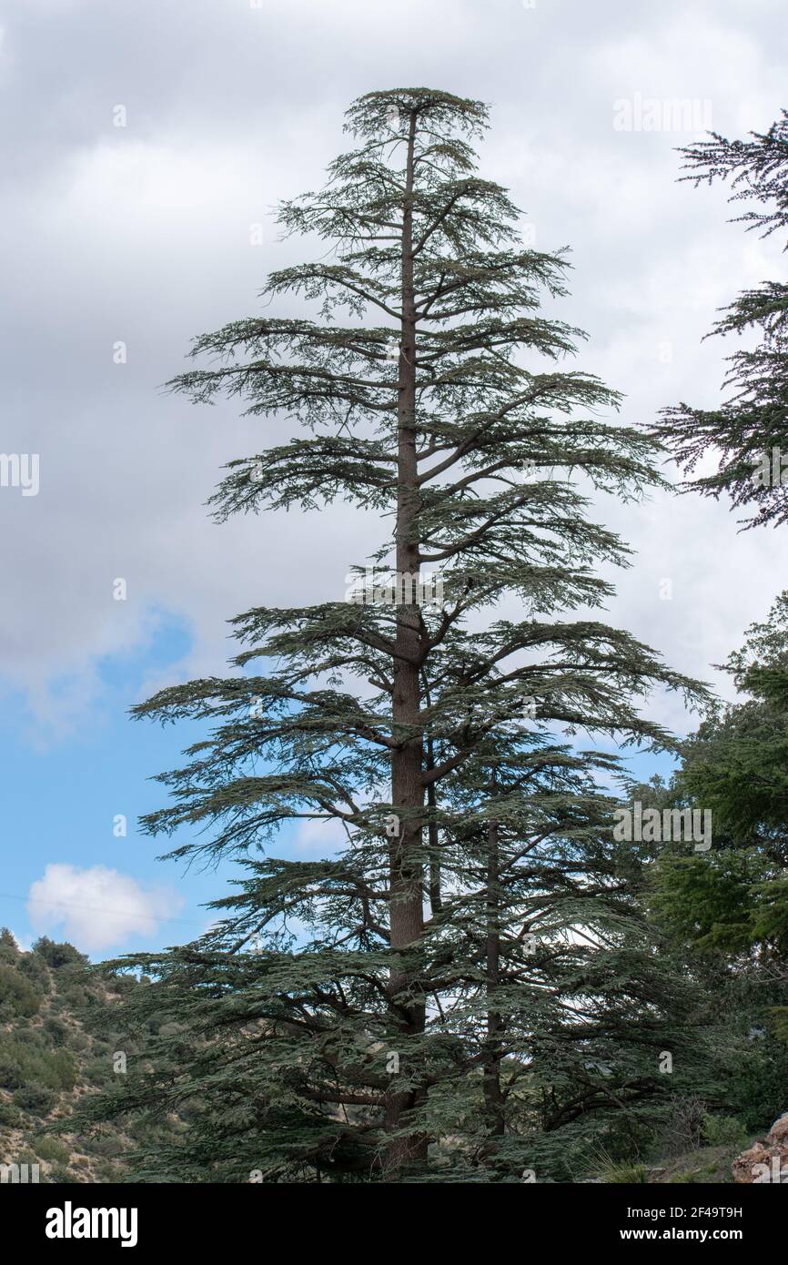 Blue Atlas Cedar (Cedrus Atlantica) trees in their natural habitat in ...
