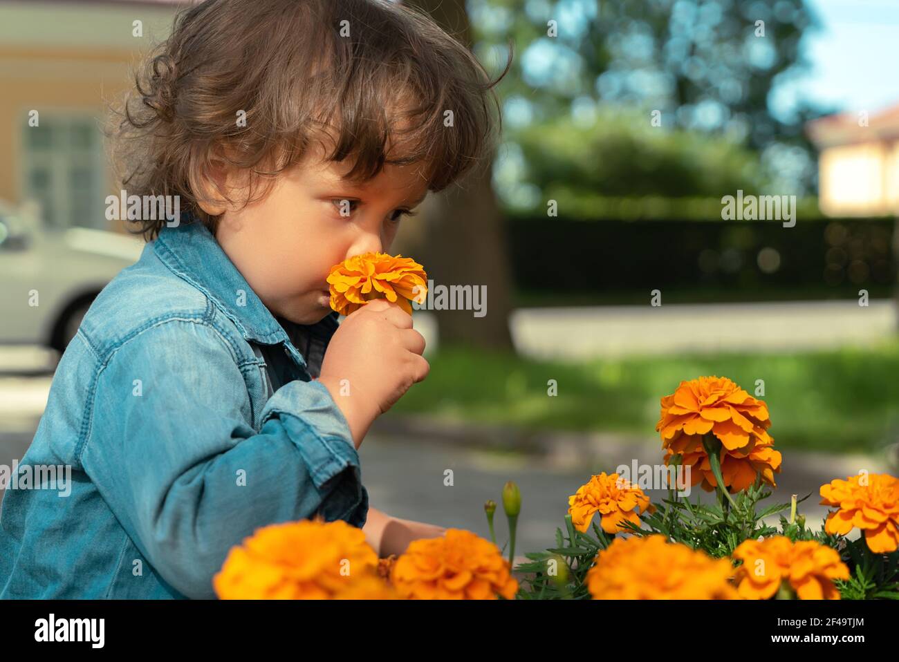 Little boy sniffing flowers outdoors in public park Stock Photo - Alamy
