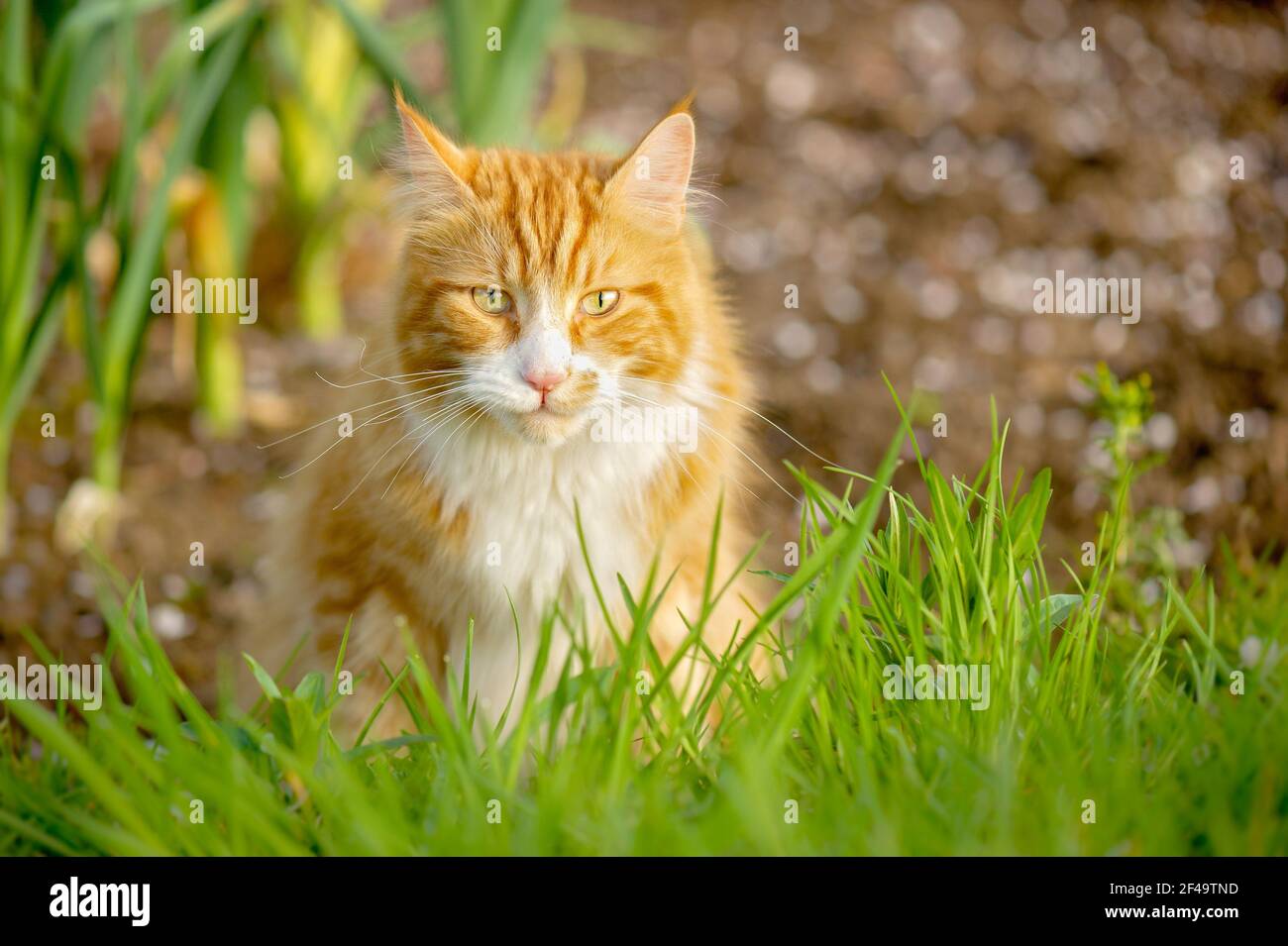 Male Maine coon ginger and white cat Stock Photo - Alamy