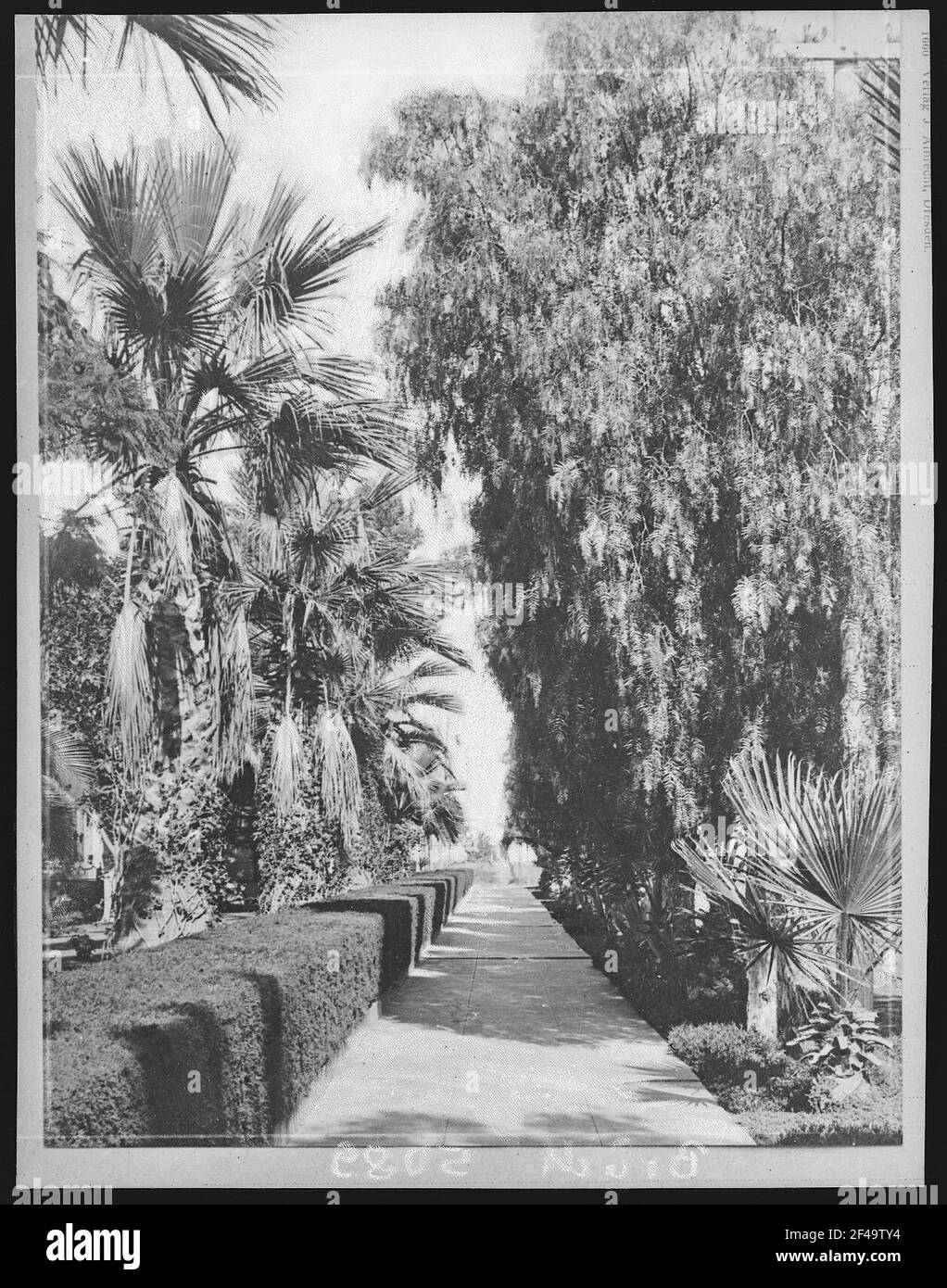Beneath the Palms and Pepper Trees Stock Photo - Alamy