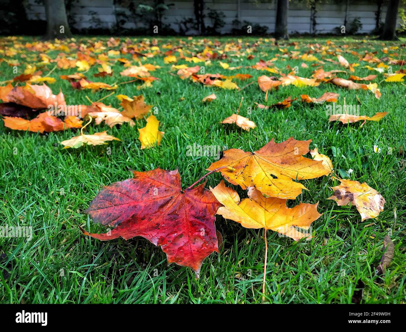 Fallen Autumn leaves in a grassy park Stock Photo - Alamy