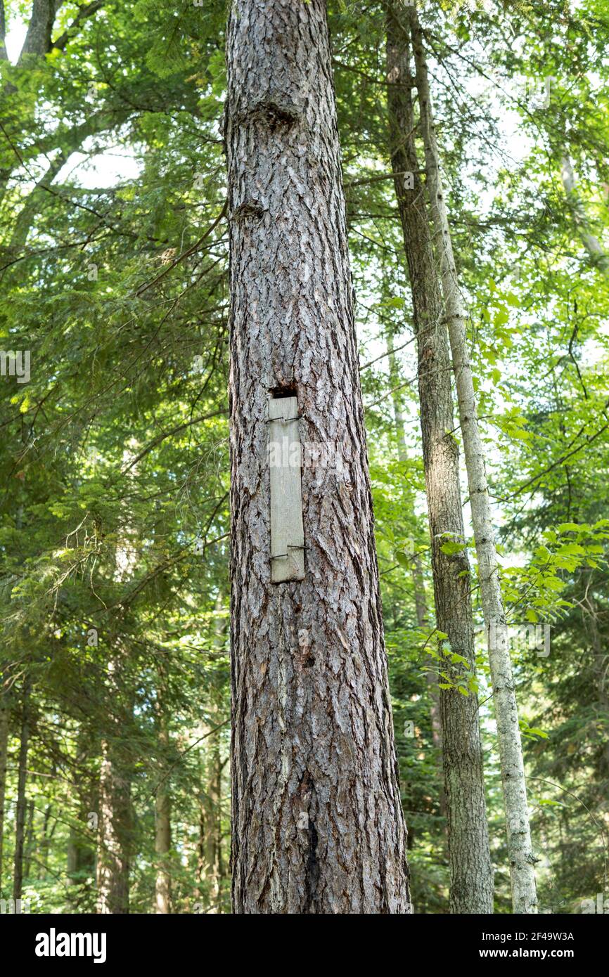 Inside bee hive tree hi-res stock photography and images - Alamy