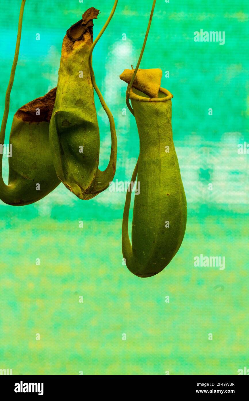 A vertical shot of pitcher plants Stock Photo - Alamy
