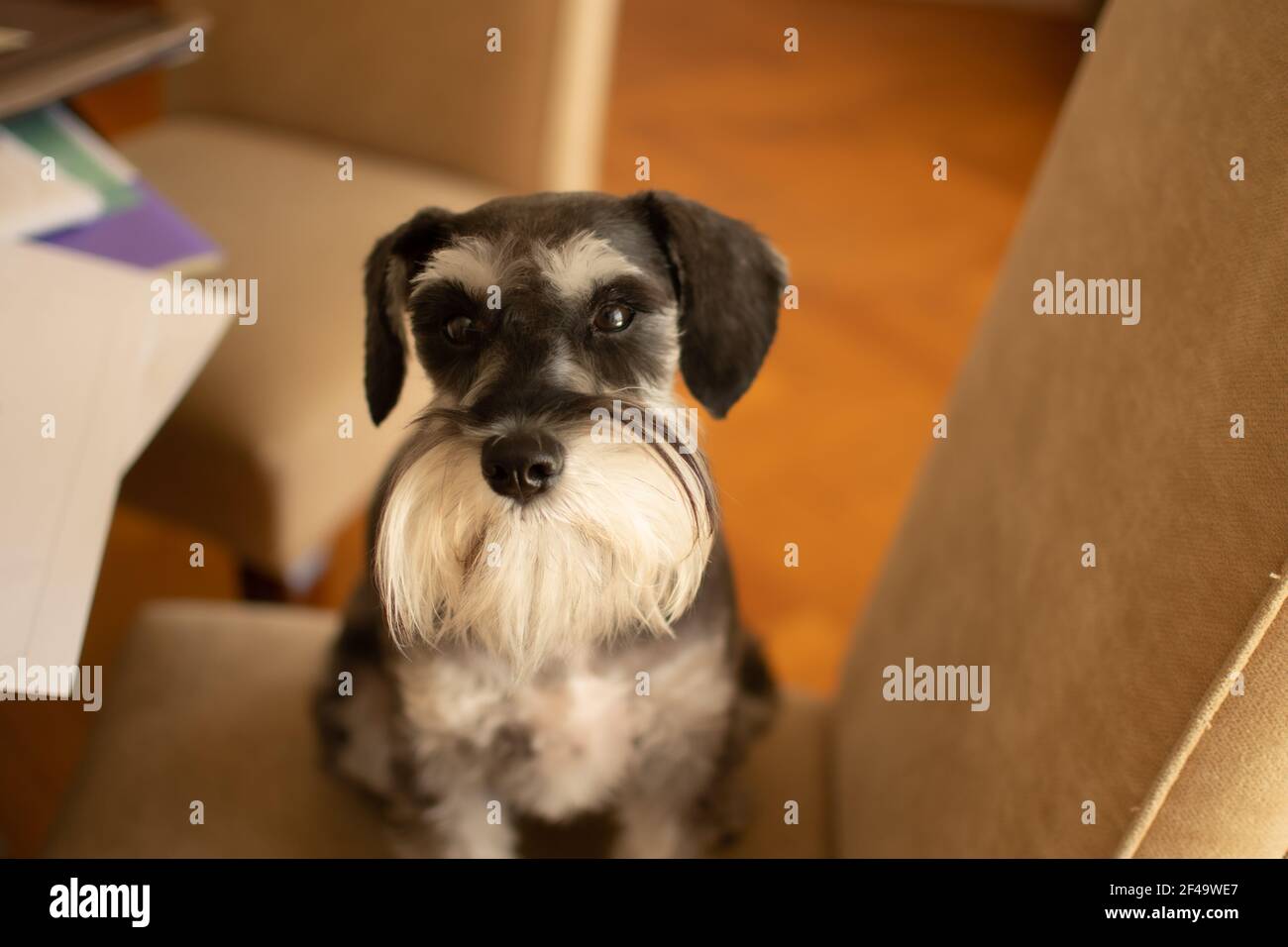 Cute dog Miniature schnauzer sitting on a chair in living room Stock ...
