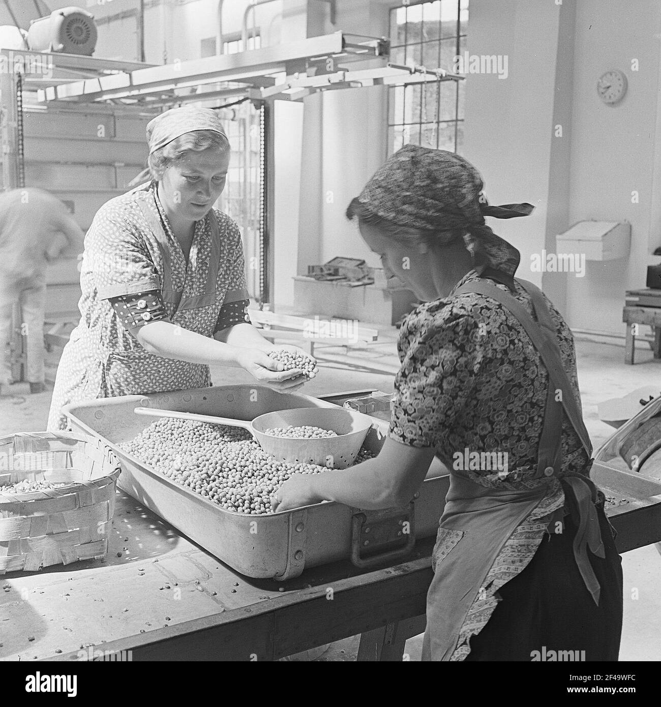 Sorting Peas High Resolution Stock Photography and Images - Alamy