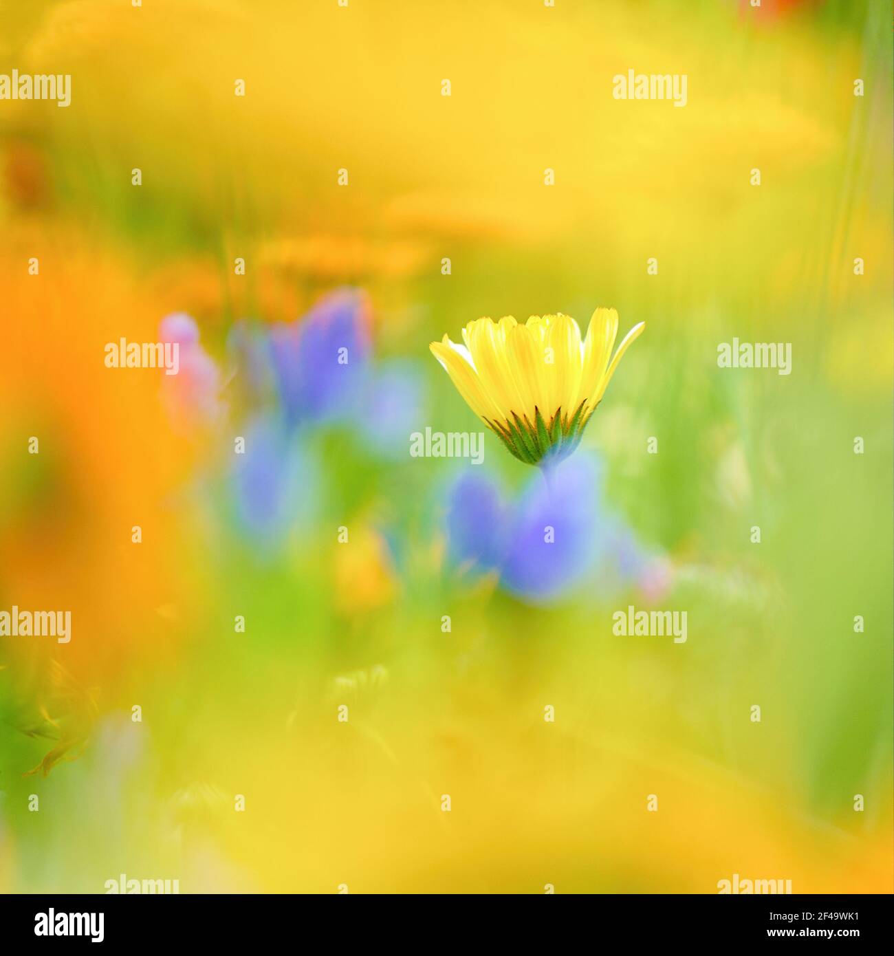 A close-up of a single pale yellow calendula flower surrounded by a ...