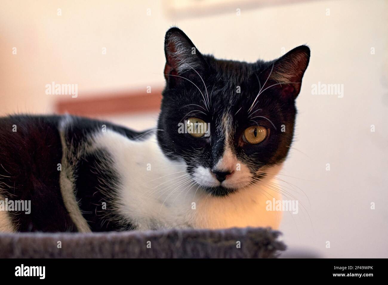 Piebald cat breed hi-res stock photography and images - Alamy