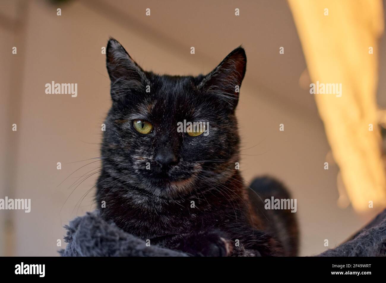 A fluffy Tortoiseshell cat with a funny muzzle resting in a hammock ...
