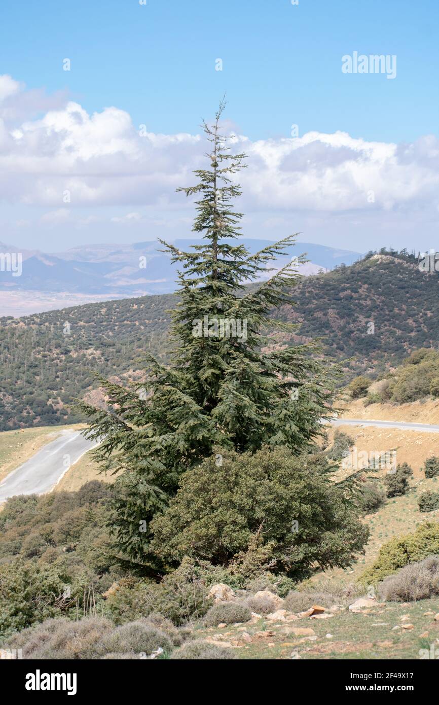 Blue Atlas Cedar (Cedrus Atlantica) trees in their natural habitat in Belezma national park ...