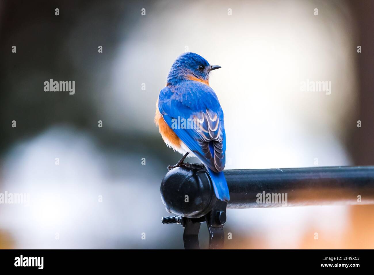 Closeup of an Eastern Bluebird, facing away, sitting on a railing Stock ...