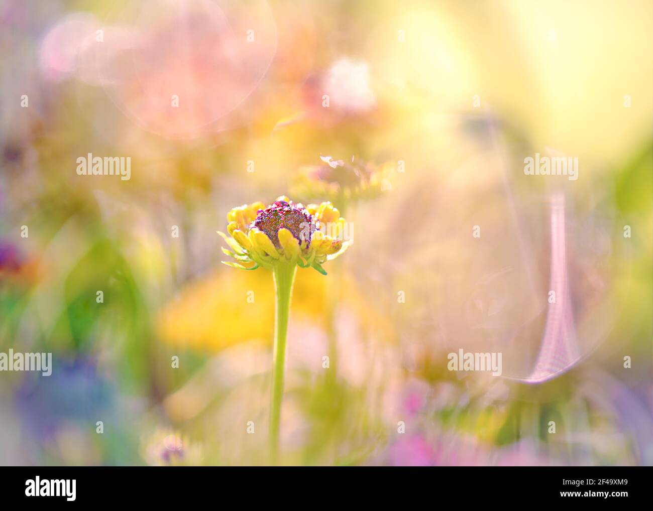 A close up of a single yellow helenium bud flowering, with a colourful ...