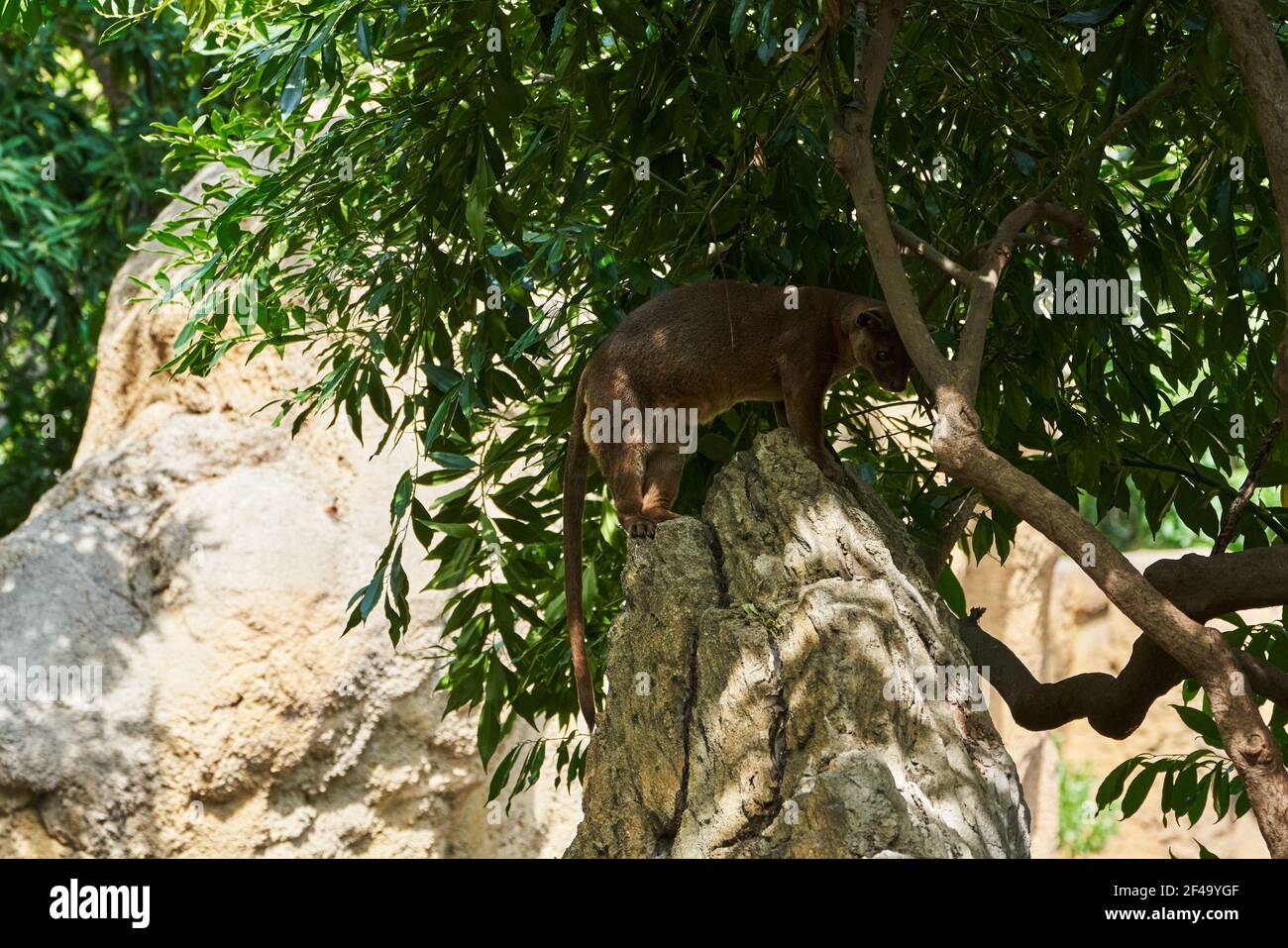 Fossa tree hi-res stock photography and images - Alamy