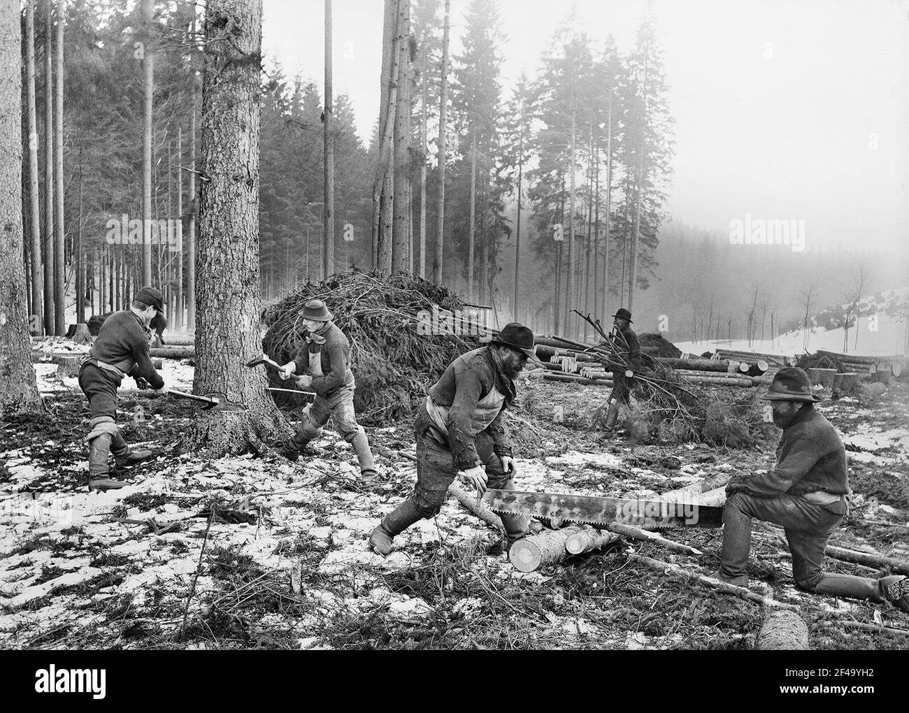 Work in forest Black and White Stock Photos & Images - Alamy