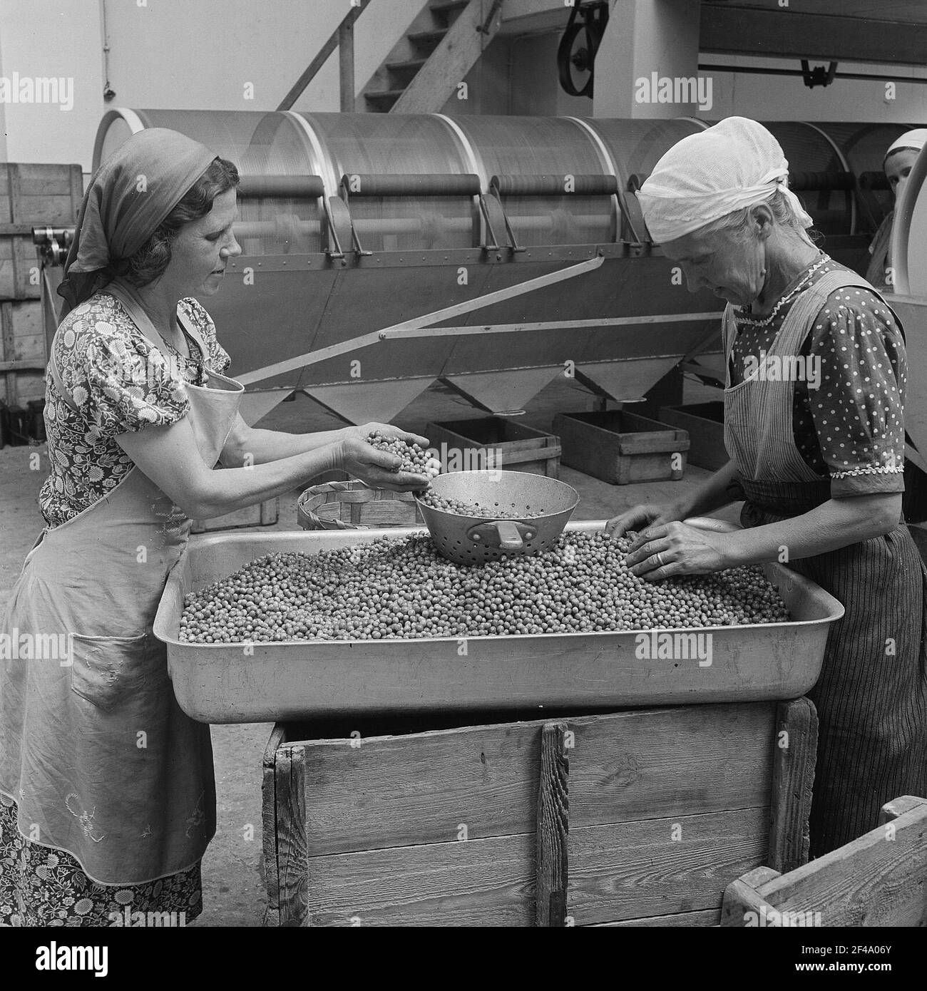 Sorting Peas High Resolution Stock Photography and Images - Alamy