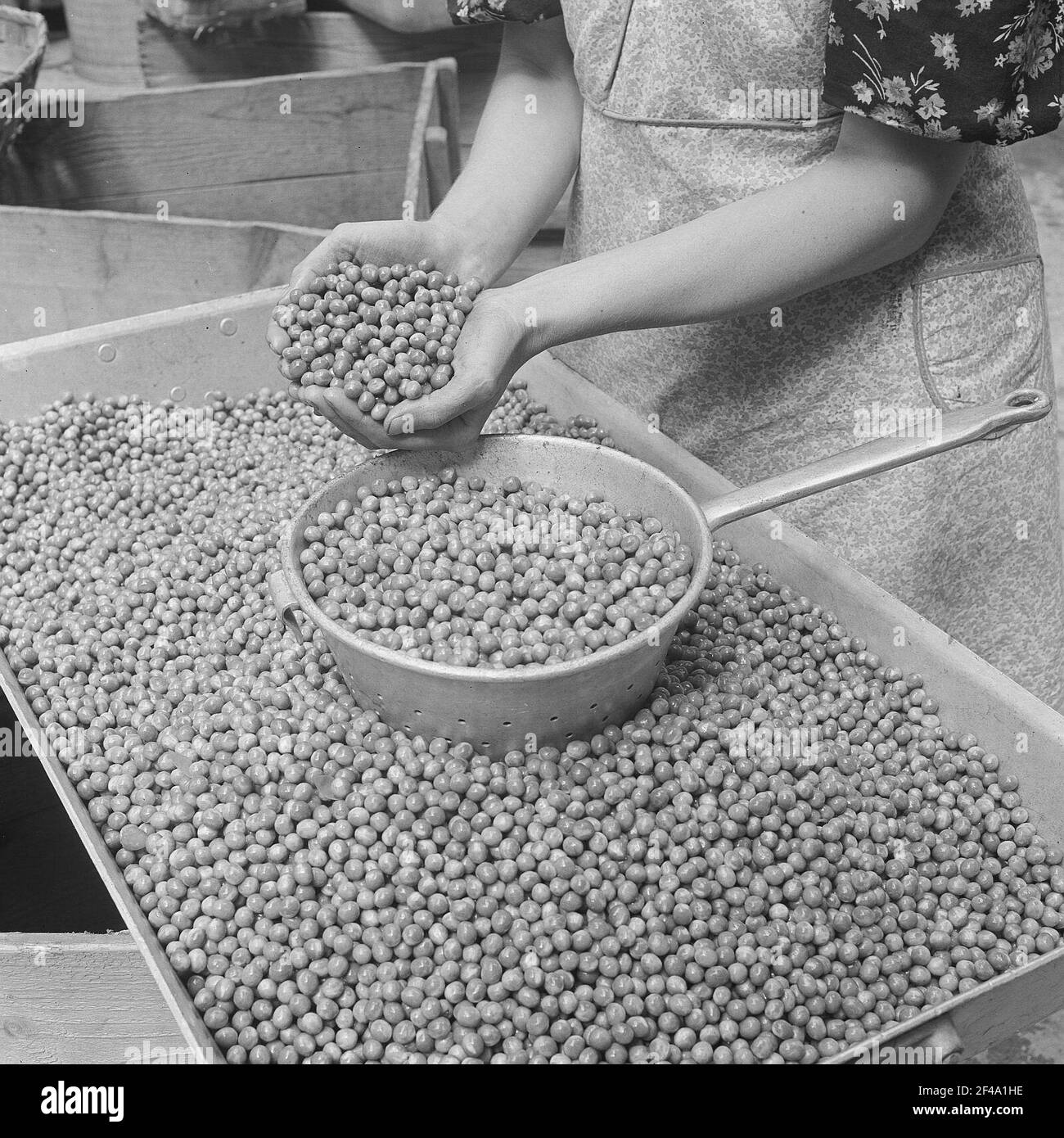 Sorting peas hi-res stock photography and images - Alamy
