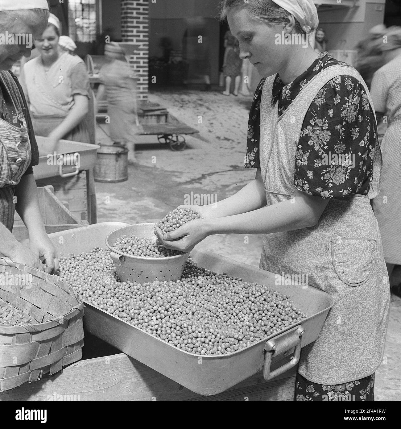 Sorting Peas High Resolution Stock Photography and Images - Alamy