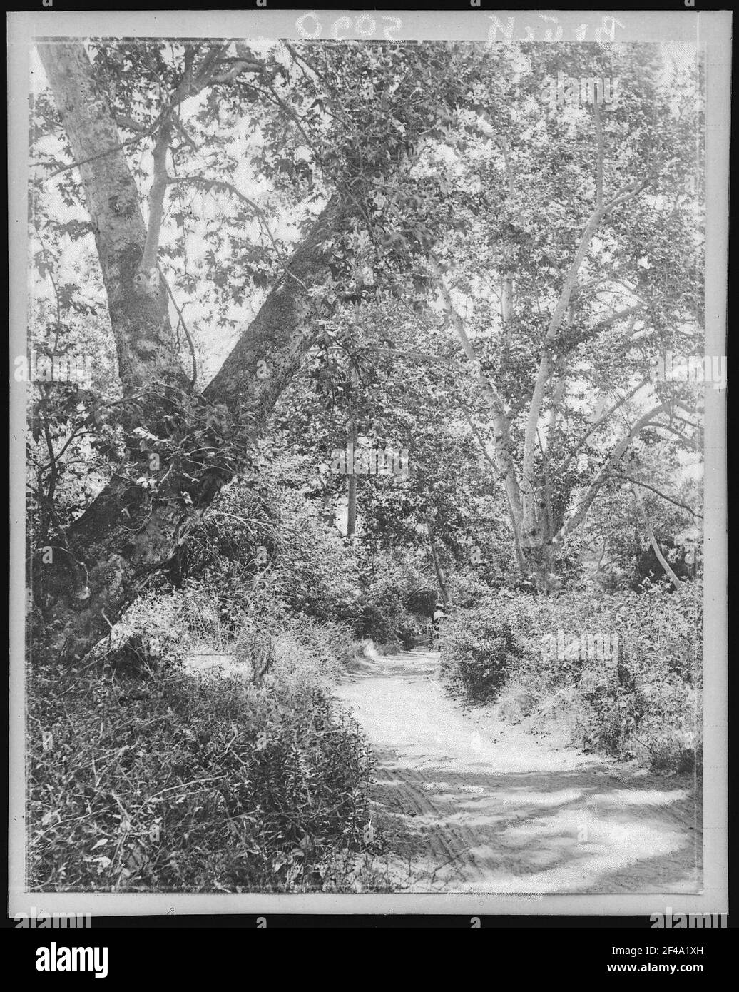 Canopy of oak trees Black and White Stock Photos & Images - Alamy