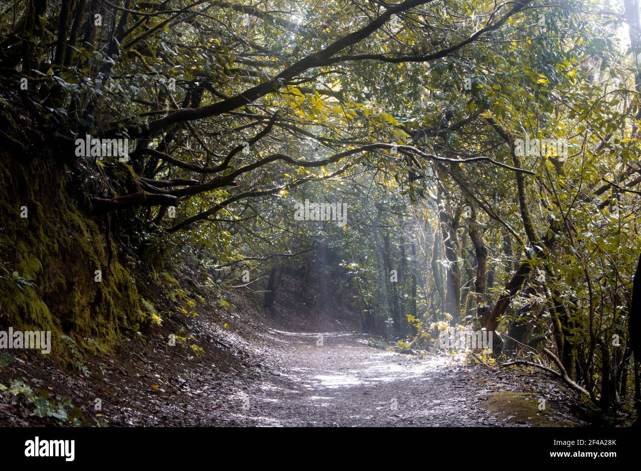 Landscape showing a magical mood path with trees and some rays of sun ...