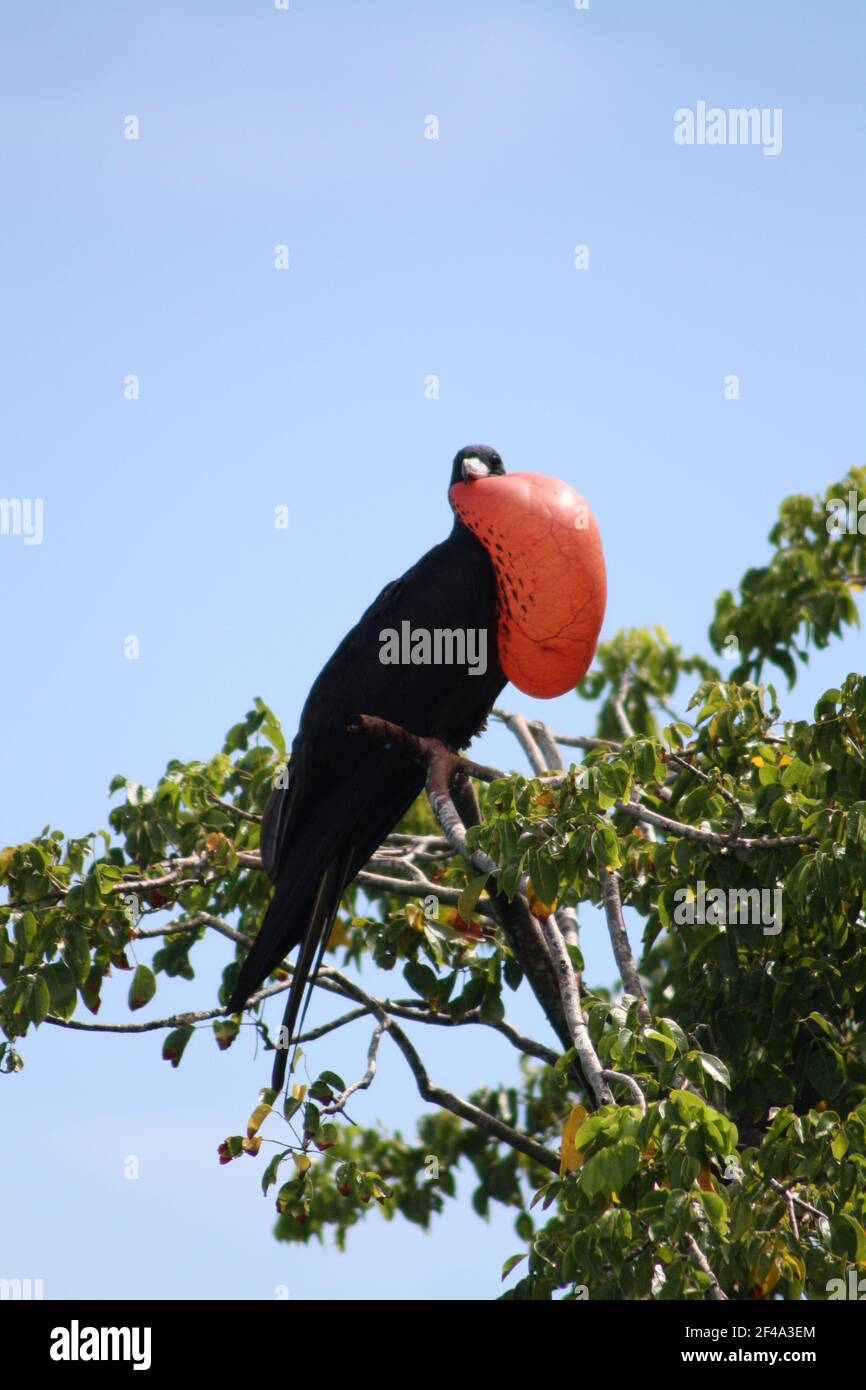 Frigate birds caribbean hi-res stock photography and images - Alamy