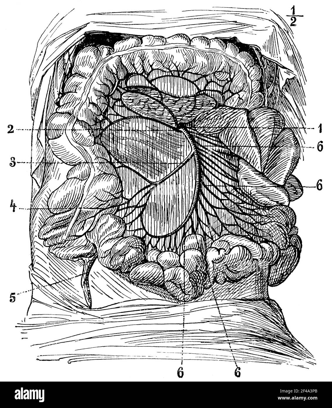 Entrails with their blood vessels. Illustration of the 19th century ...