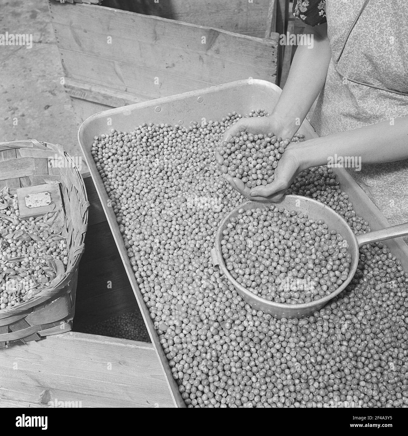 Conservation factory Gifhorn, women sorting the deepest peas Stock ...
