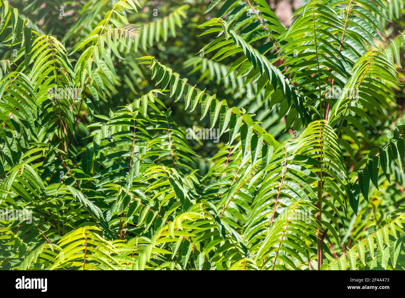 Chinese varnish tree hi-res stock photography and images - Alamy