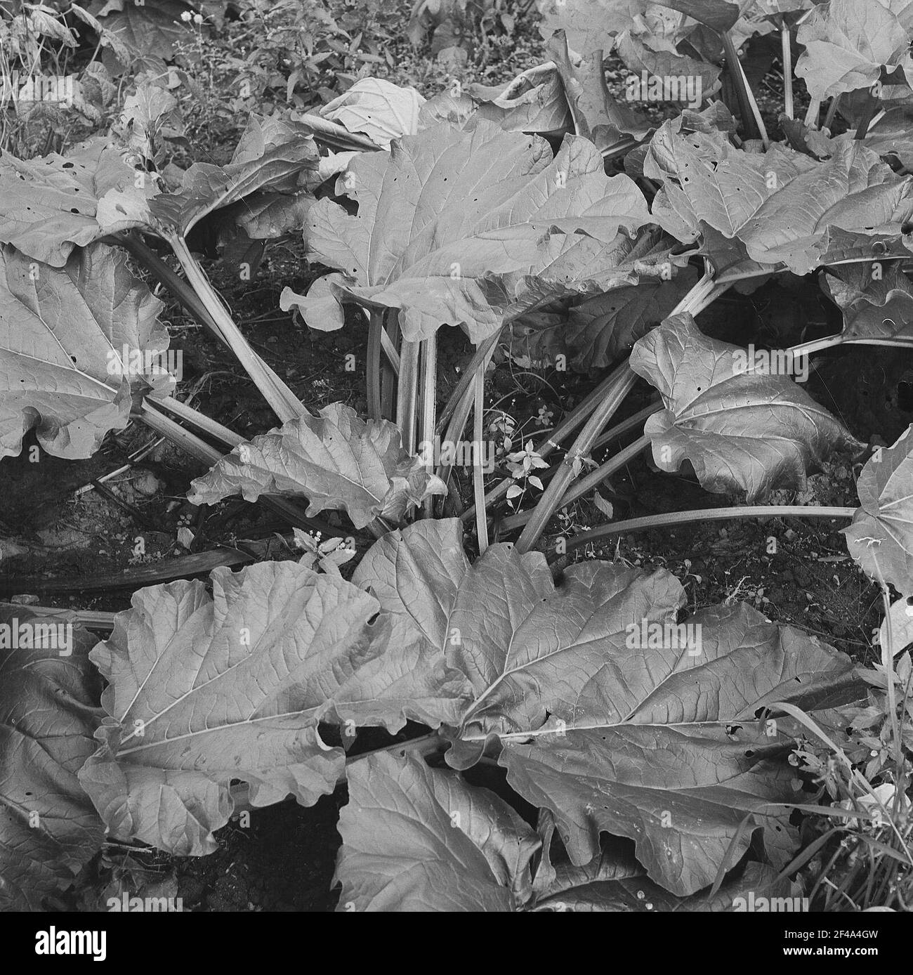 Plant uses Black and White Stock Photos & Images - Alamy