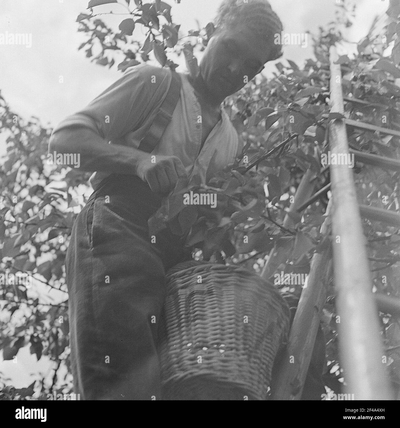 Harvest helper on a ladder when picking cherries Stock Photo - Alamy
