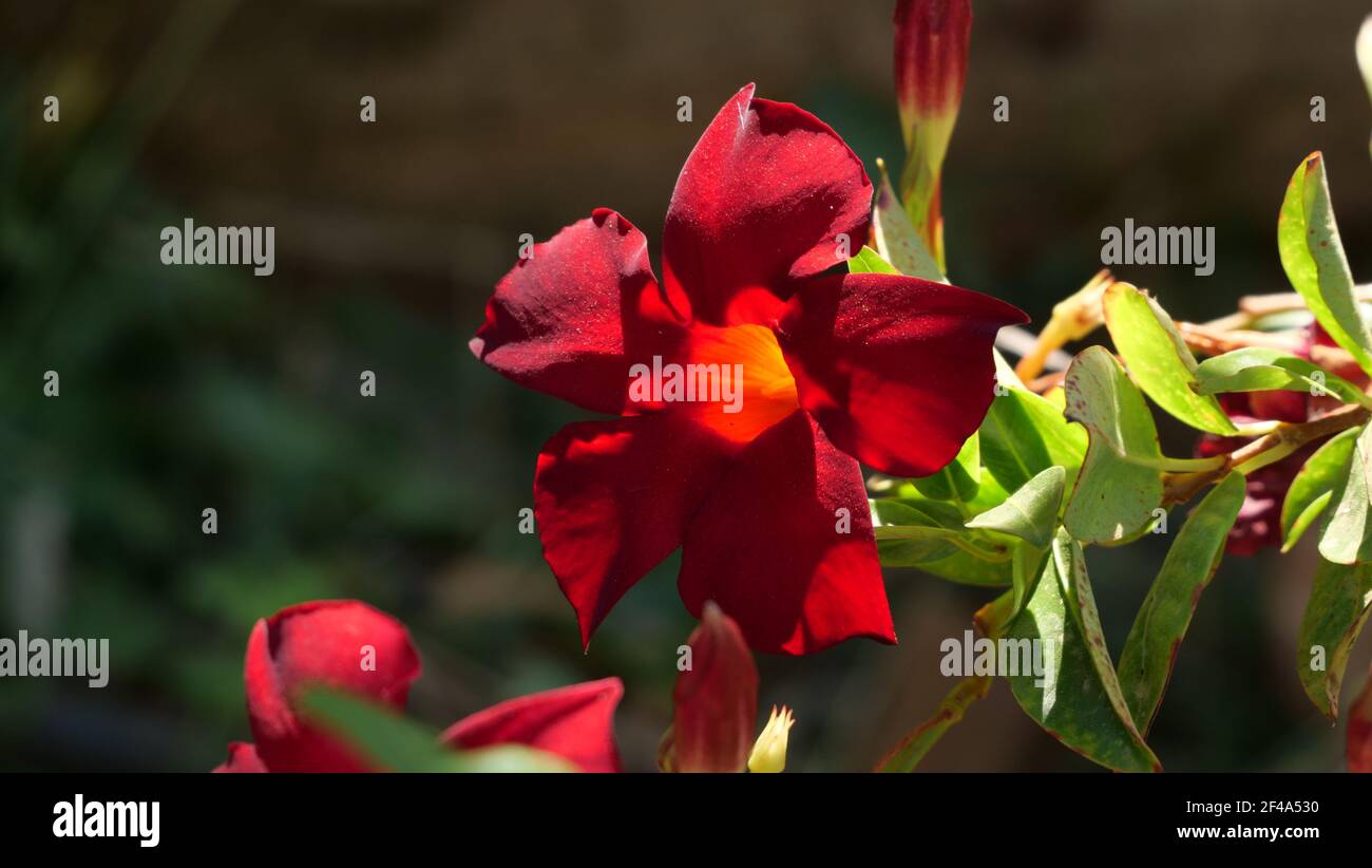 A mandeville hi-res stock photography and images - Alamy