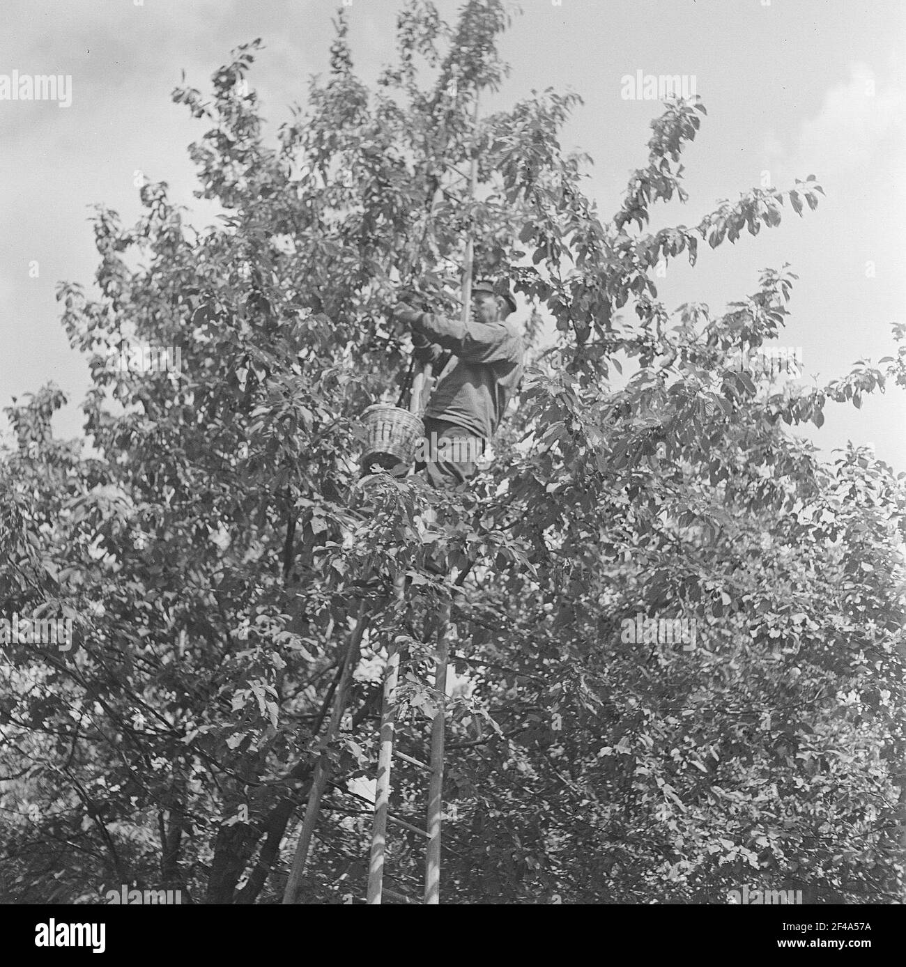 Harvest helper on a ladder when picking cherries Stock Photo - Alamy