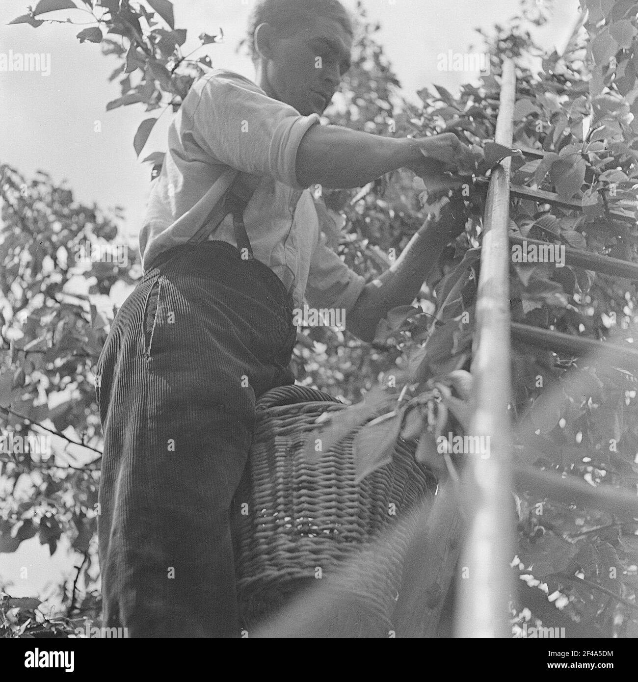 Harvest helper on a ladder when picking cherries Stock Photo - Alamy