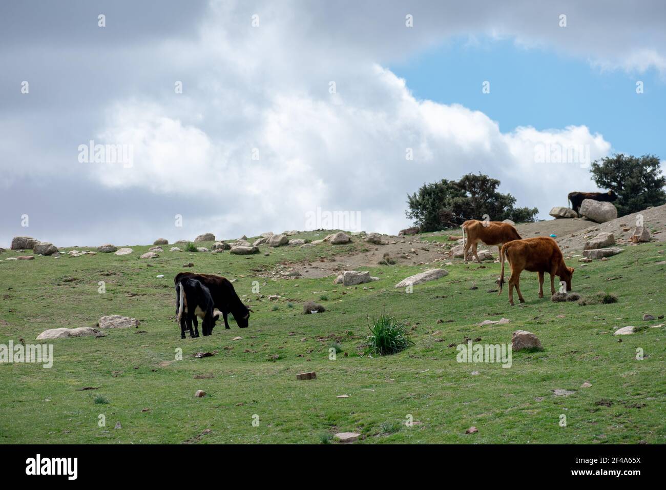 Belezma National park in the Aures mountains, Batna, Algeria Stock ...