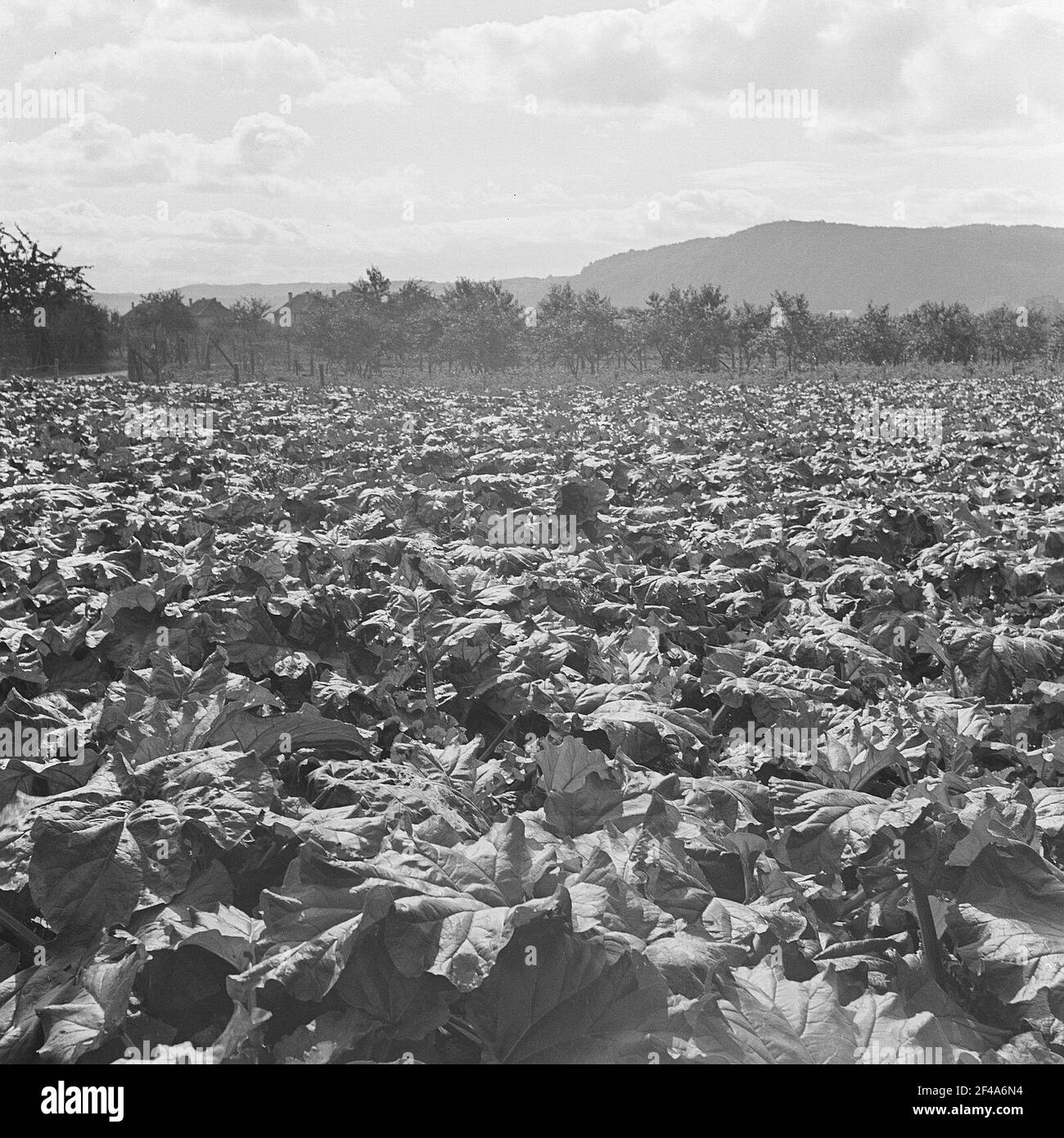 View over a field with rhubarb plants Stock Photo - Alamy